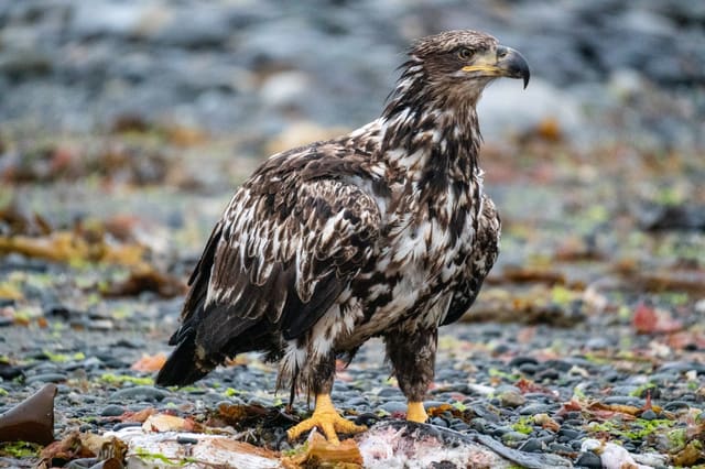 2026 Eagles Alaska Guide: Top Viewing | Alaska Road Trip